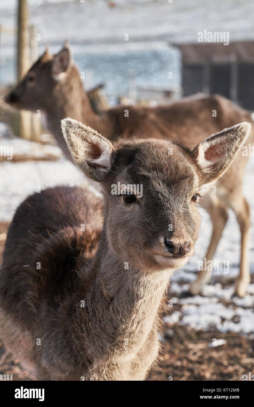 young fallow deer in an enclosure Stock Photo - Alamy