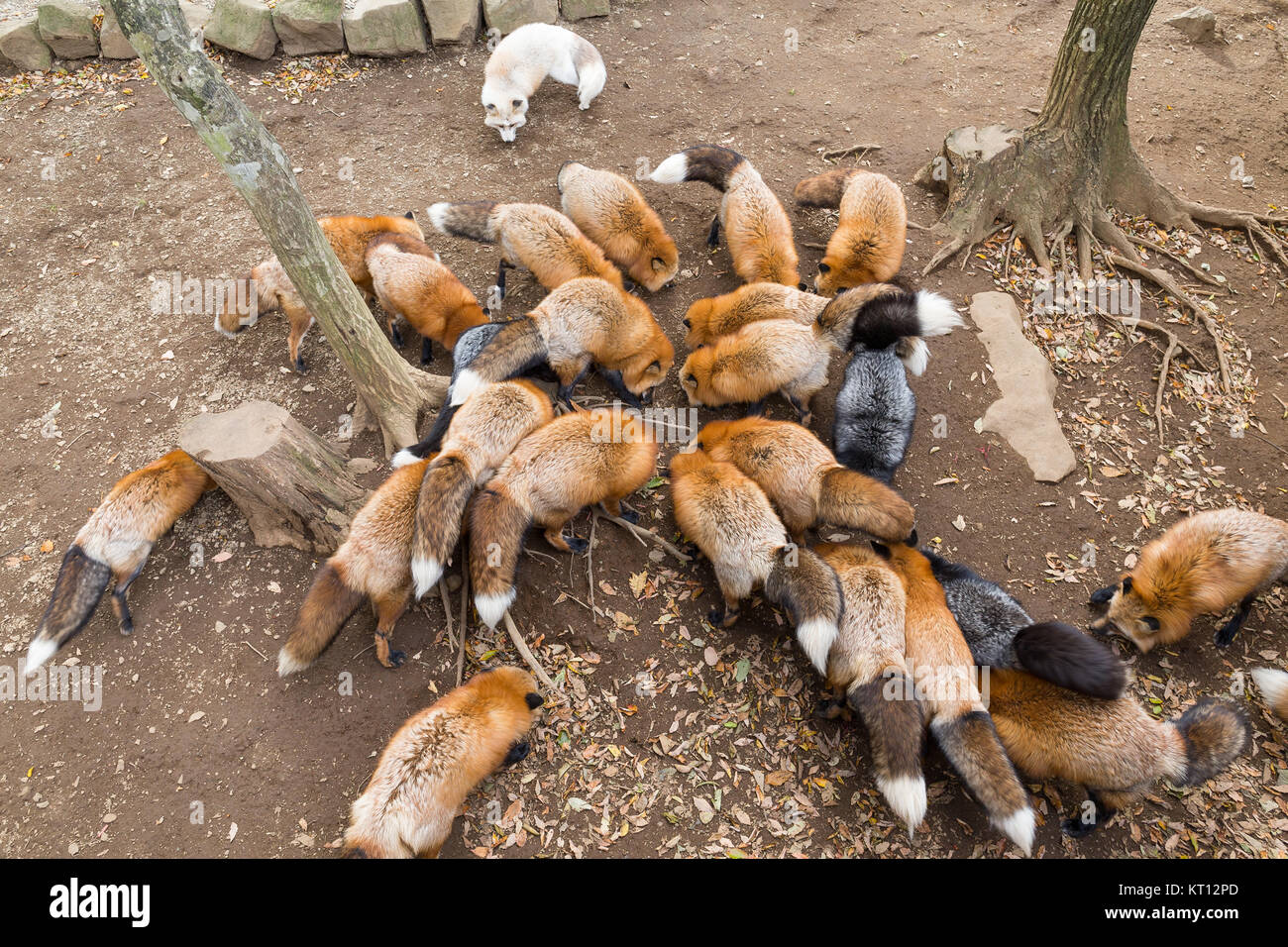 Zao fox village japan hi-res stock photography and images - Alamy