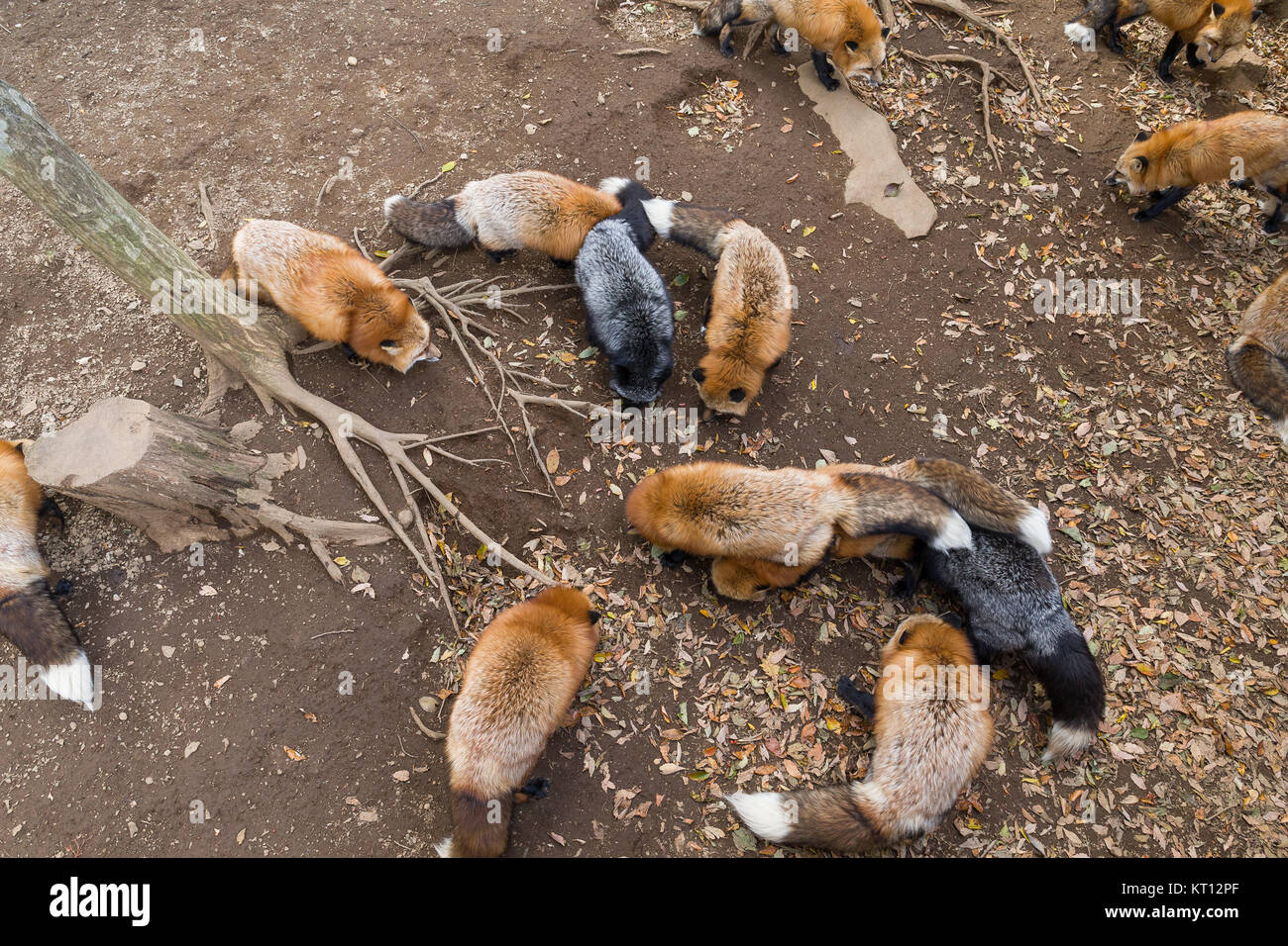 Group of Fox eating food Stock Photo - Alamy