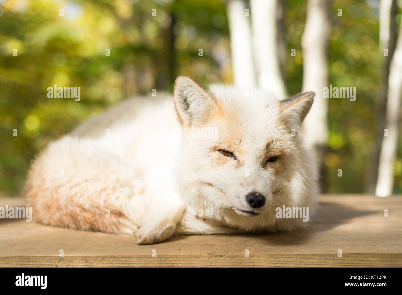 Sleeping white fox Stock Photo - Alamy