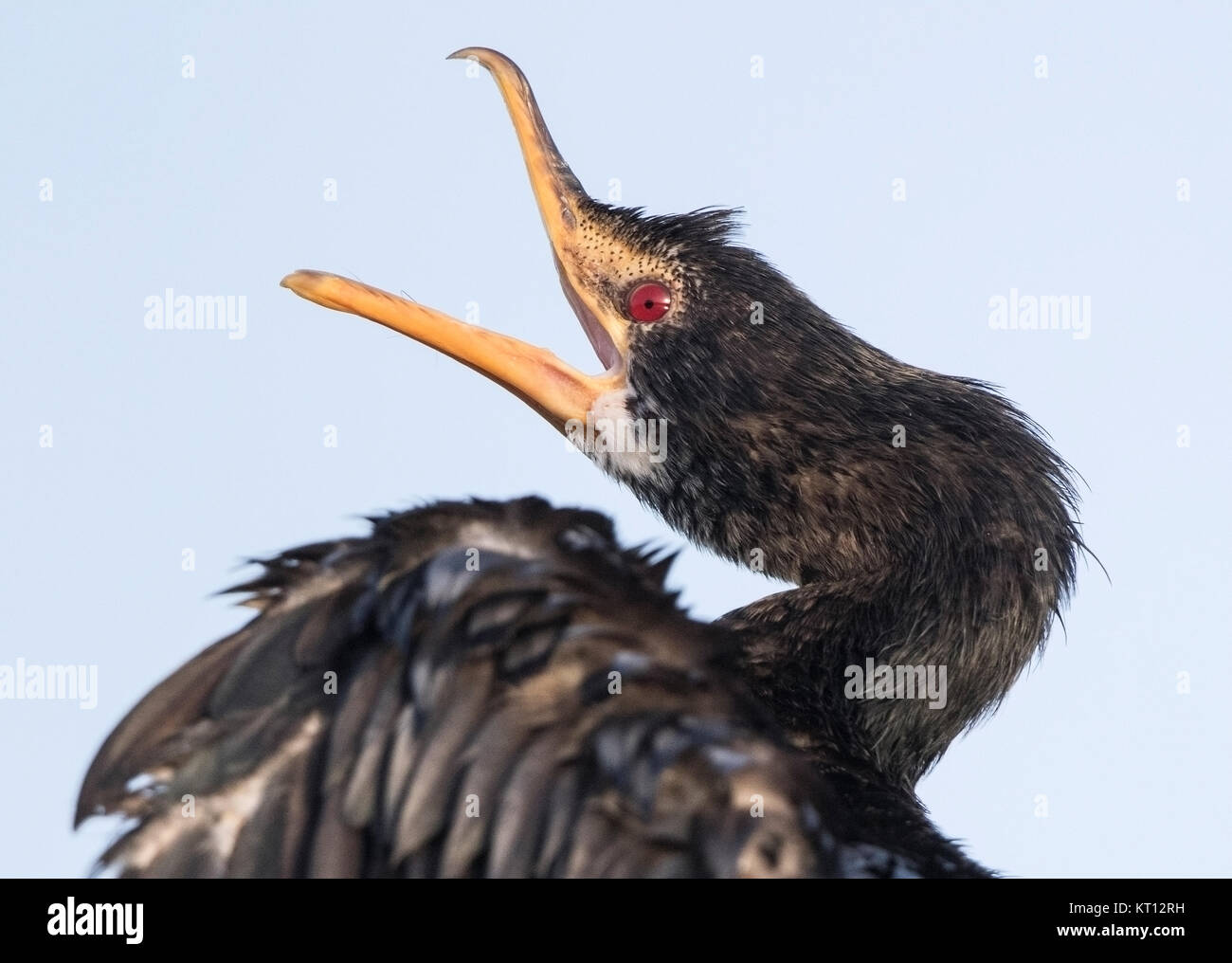long-tailed cormorant or reed cormorant Microcarbo africanus perched in ...