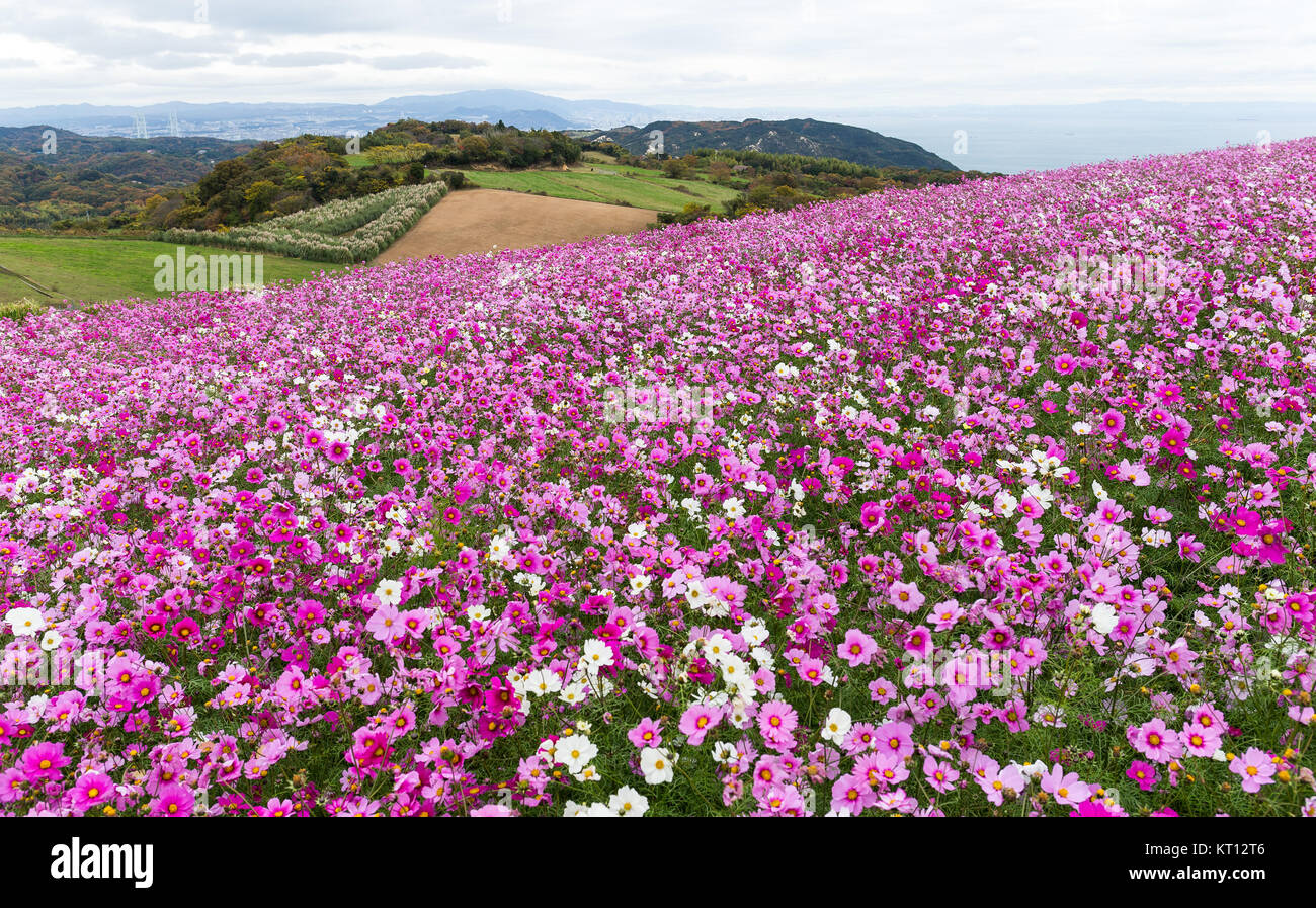 Japanese cosmos plant meadow hi-res stock photography and images - Alamy