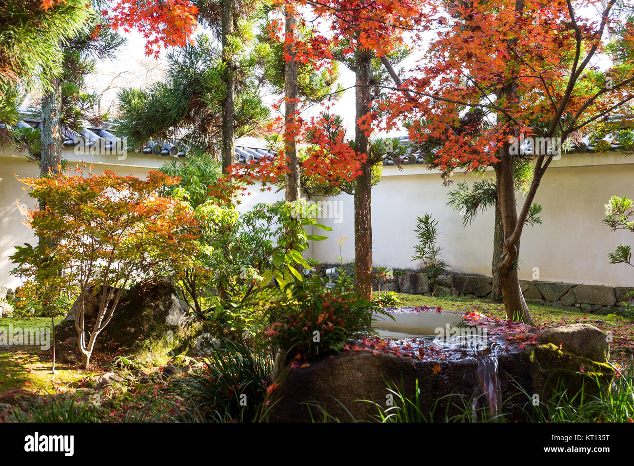 Japanese garden with red maple foliage Stock Photo - Alamy