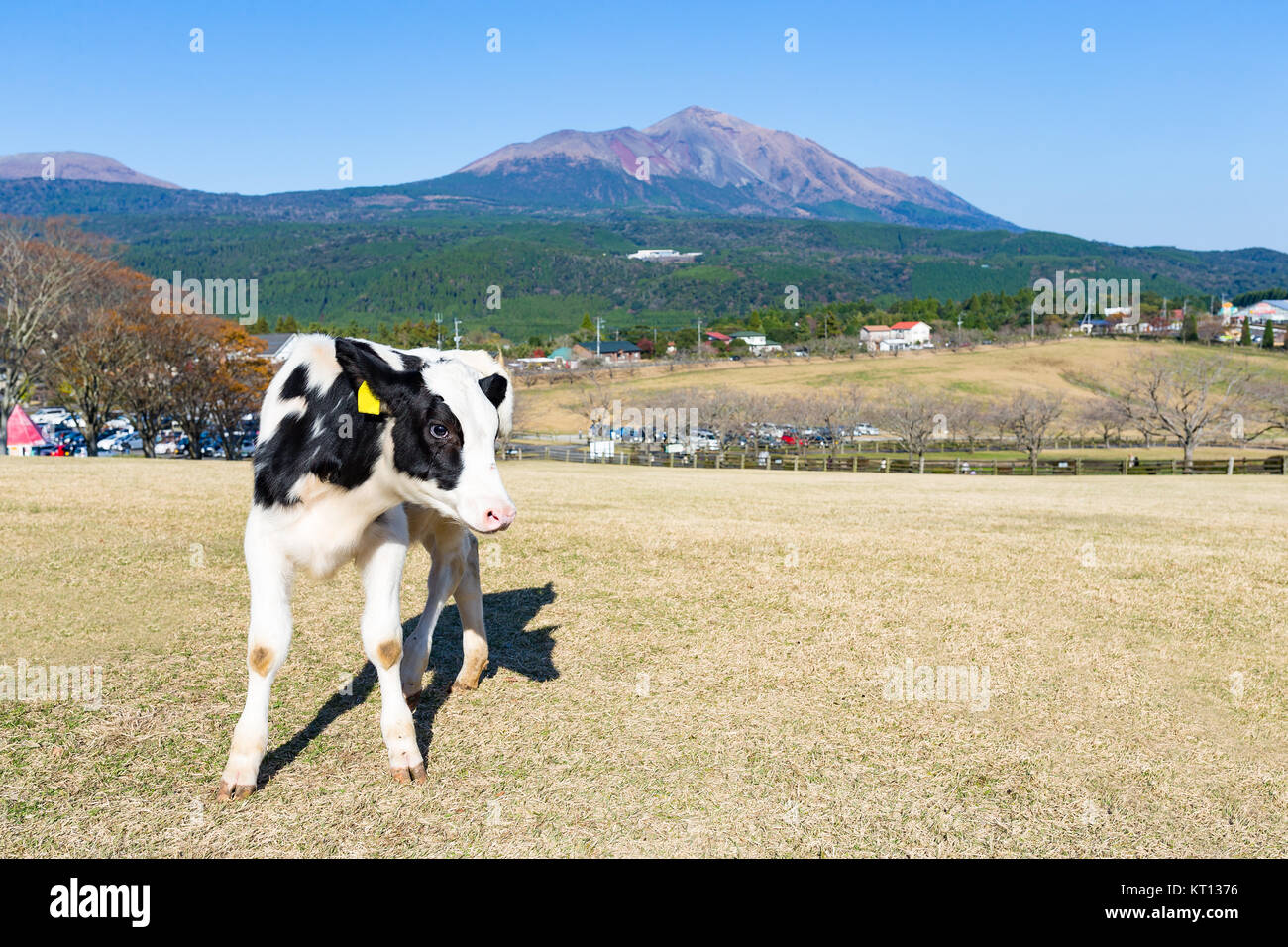 Heifer asia hi-res stock photography and images - Alamy