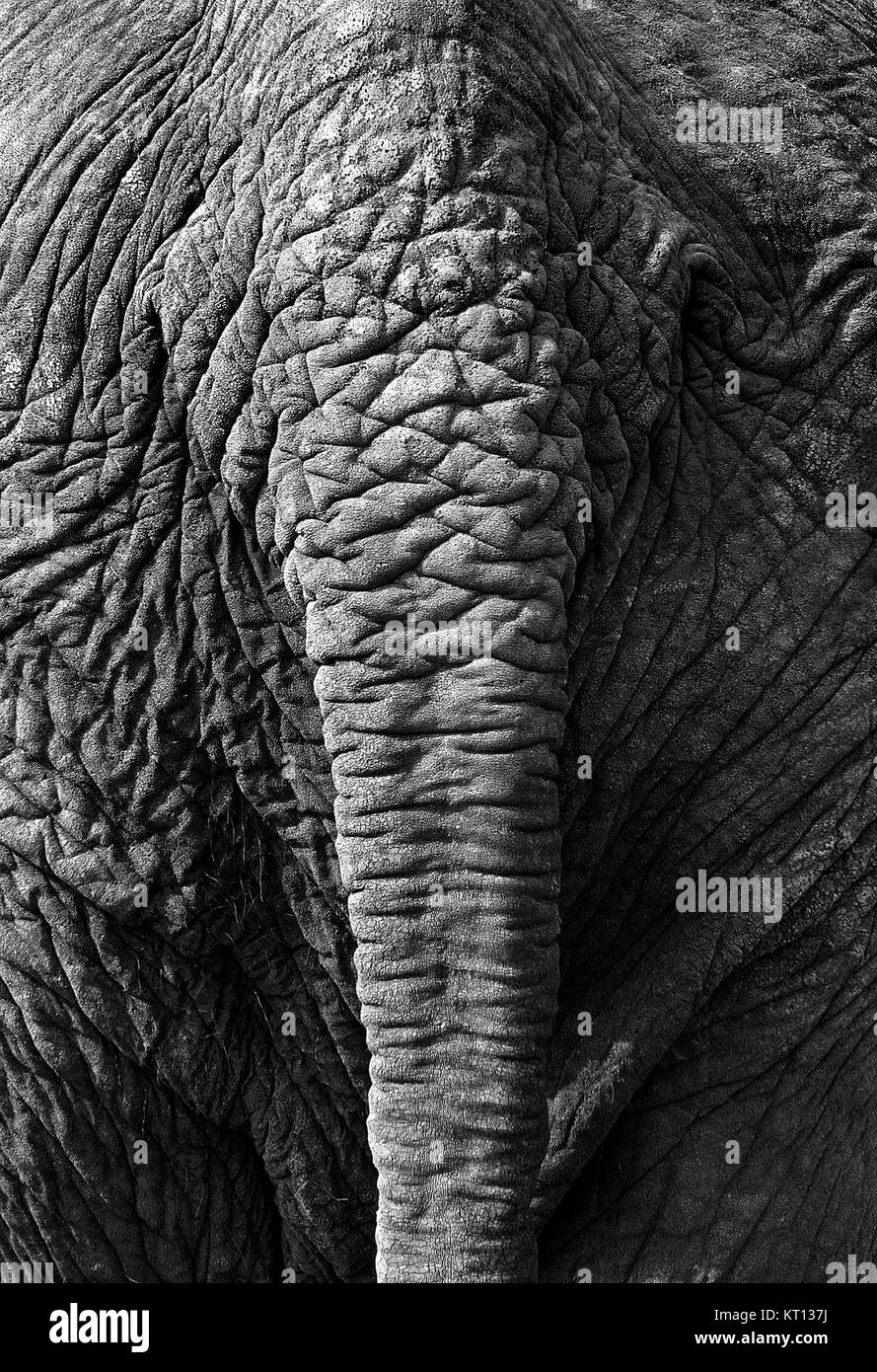 Animal skin wrinkles Black and White Stock Photos & Images - Alamy