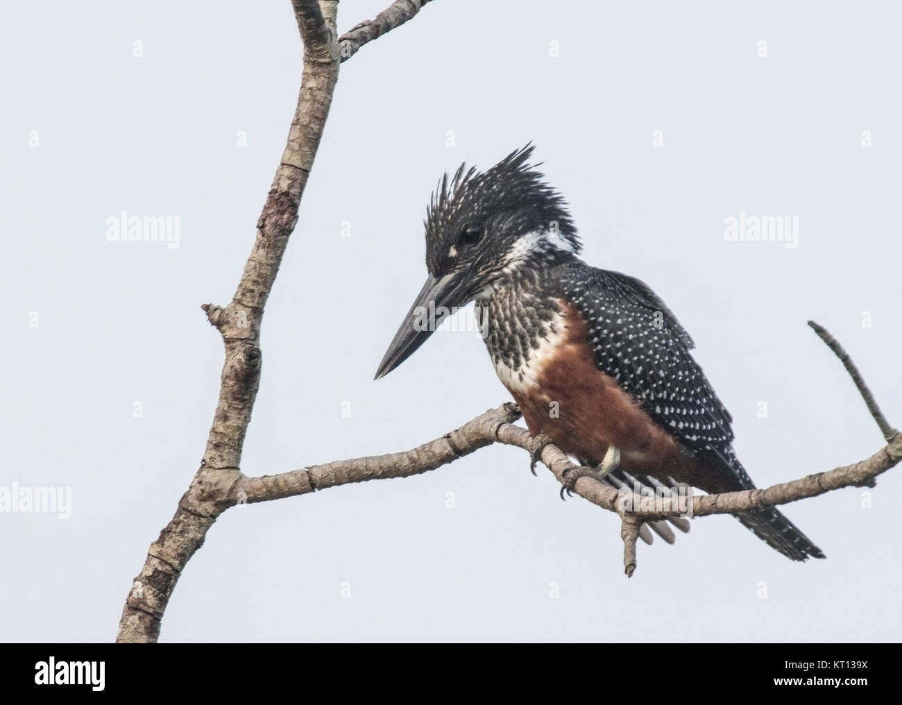 Largest kingfisher hi-res stock photography and images - Alamy