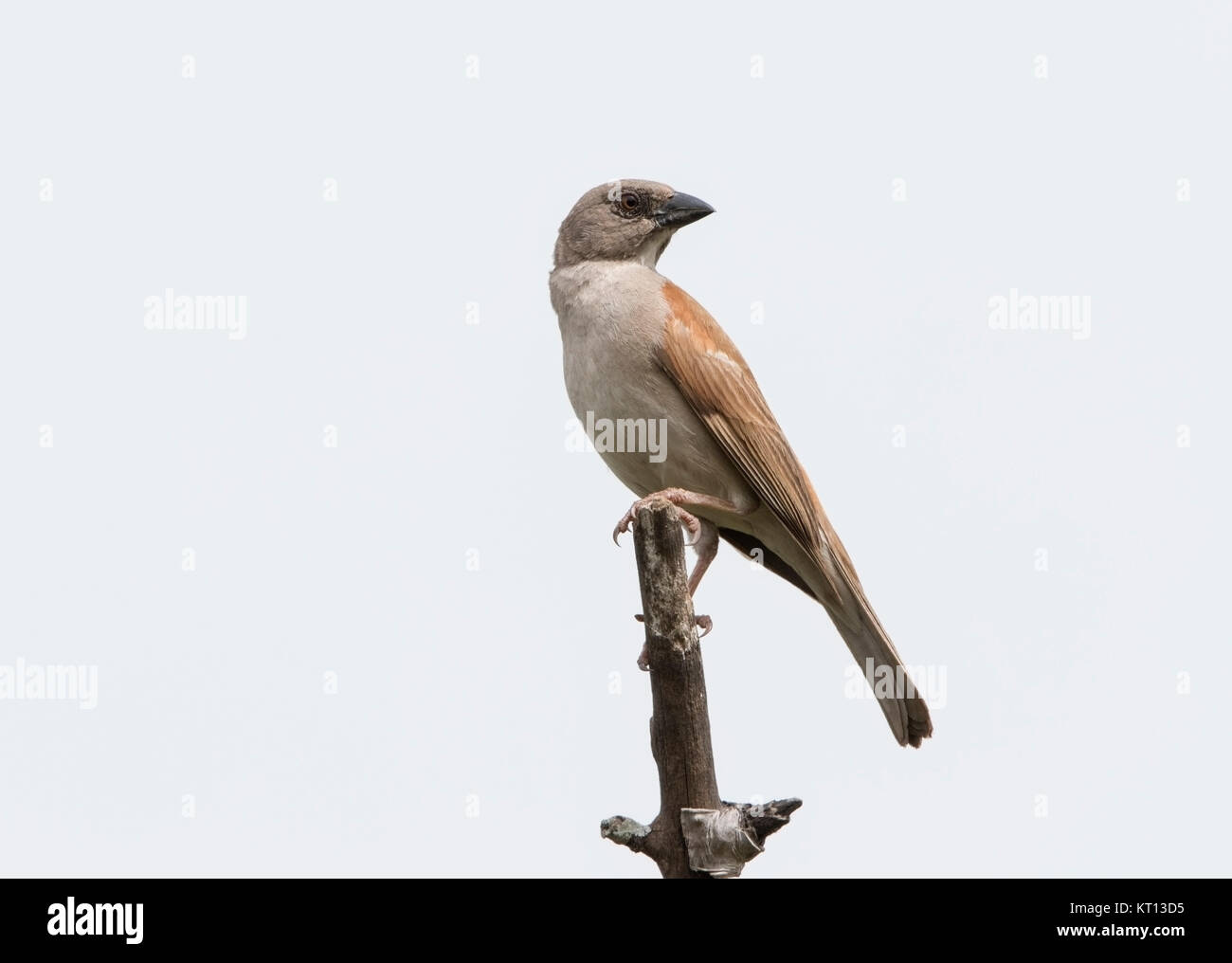 northern grey-headed sparrow (Passer griseus) adult perched on tree ...