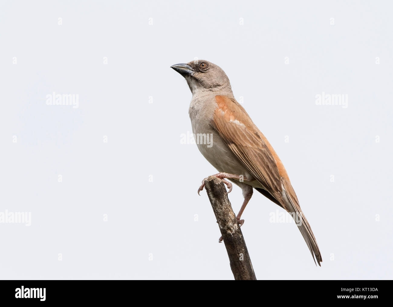 Northern grey headed sparrow passer griseus hi-res stock photography ...