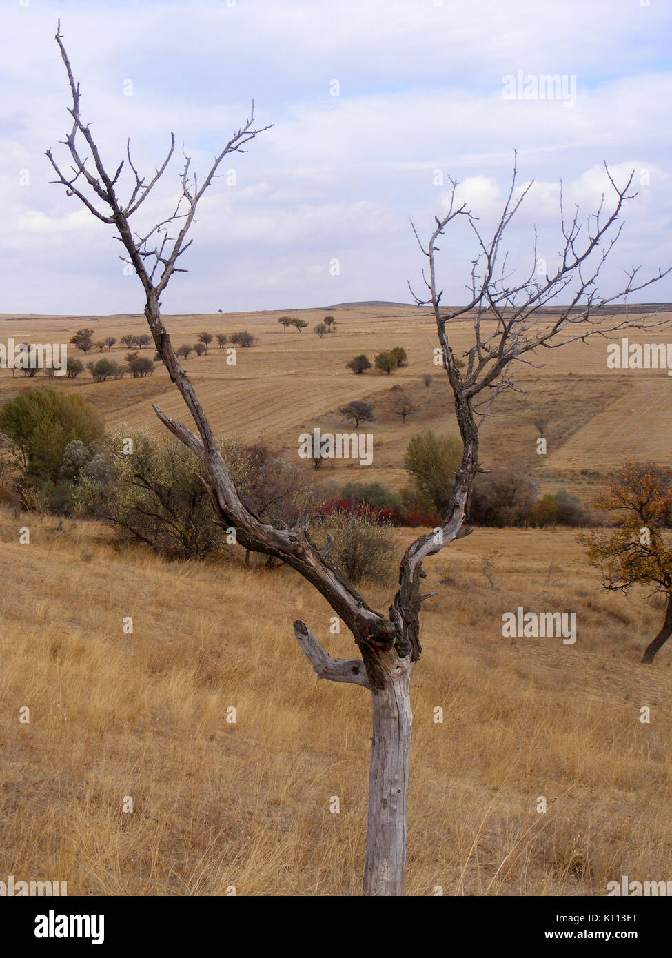 Dead tree pictogram hi-res stock photography and images - Alamy