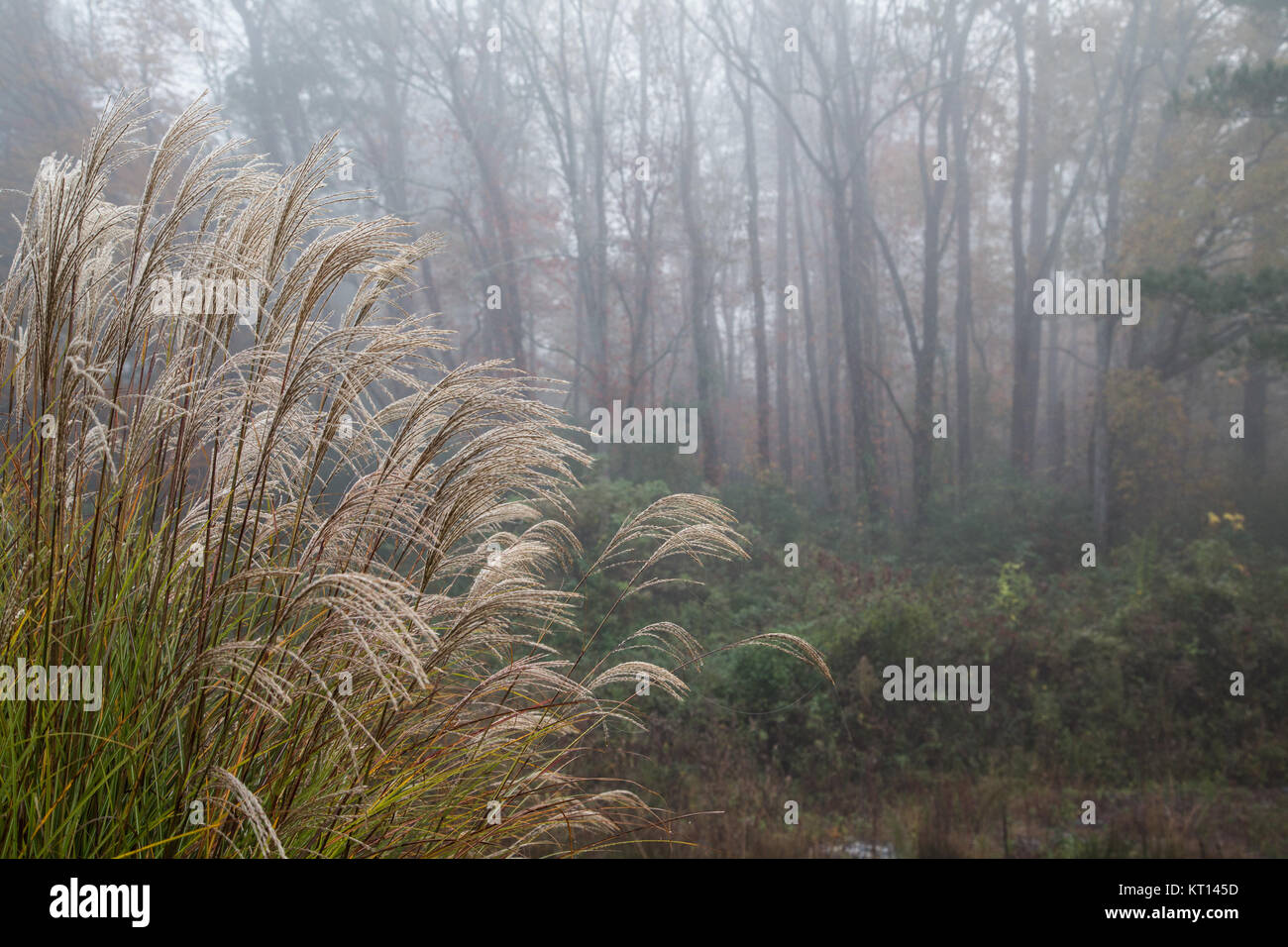 Sawgrass by Foggy Forest in Early Morning Stock Photo - Alamy