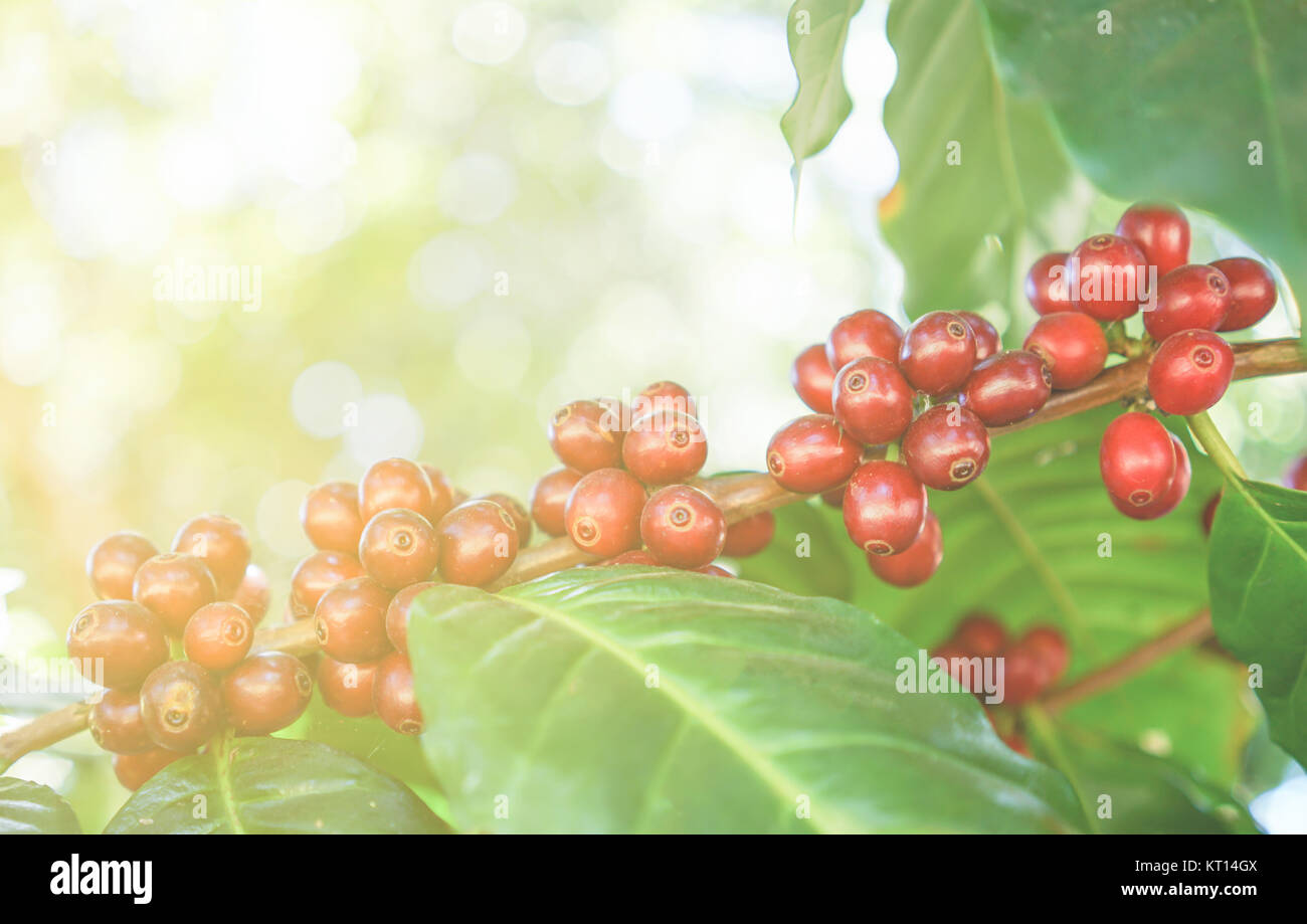 fresh coffee beans on tree Stock Photo - Alamy