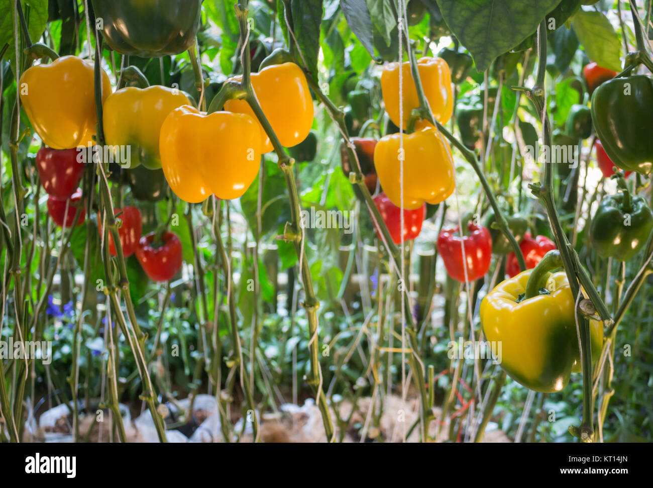 Sweet Pepper, Bell Pepper or Capcicum plant display in food festival ...