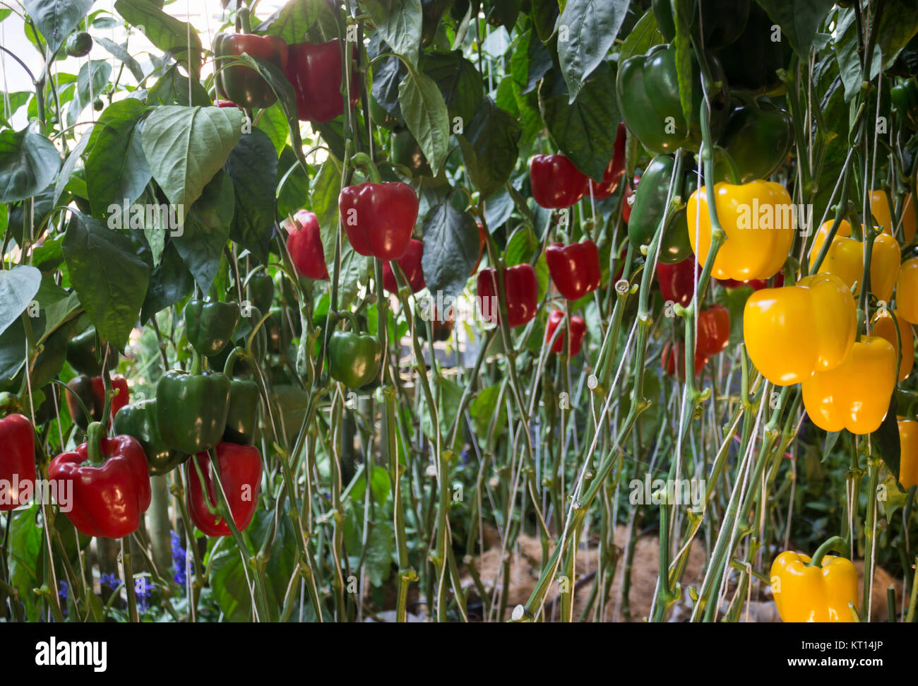 Sweet Pepper, Bell Pepper or Capcicum plant display in food festival ...