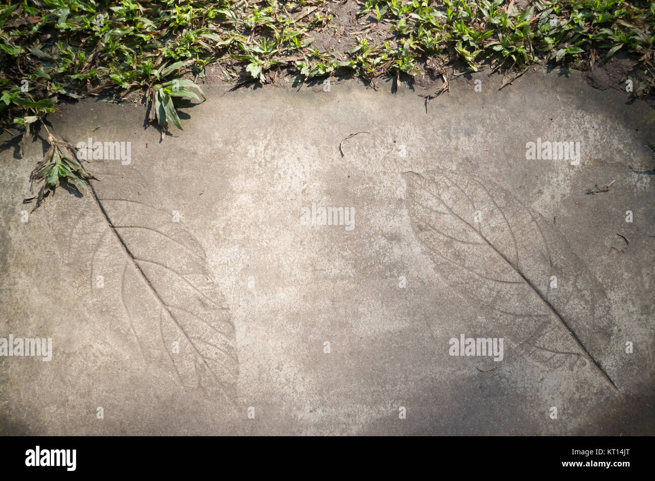 Leaf print on concrete texture in garden Stock Photo - Alamy
