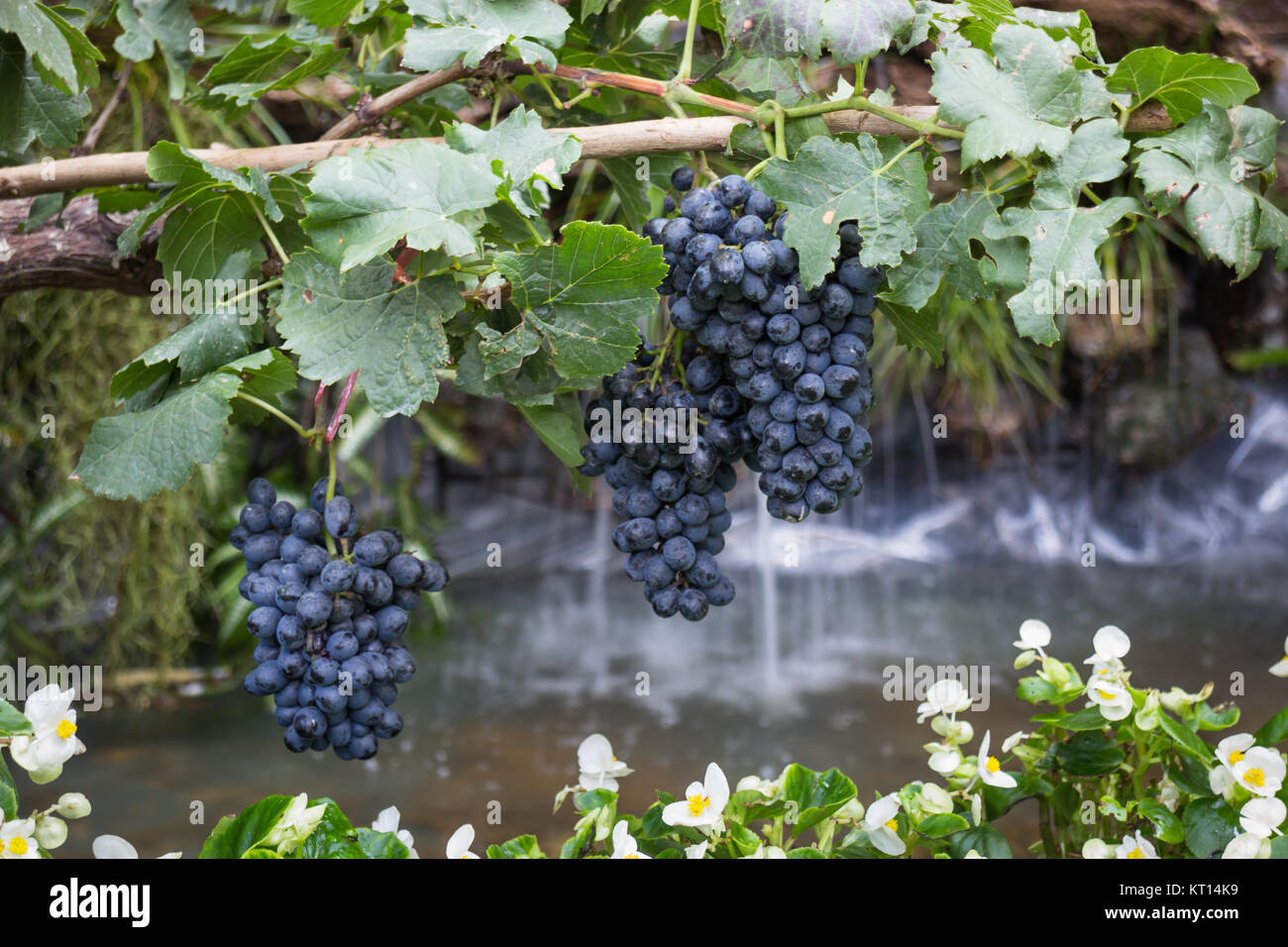 Ripe grapes hanging on tree display in food festival Stock Photo - Alamy