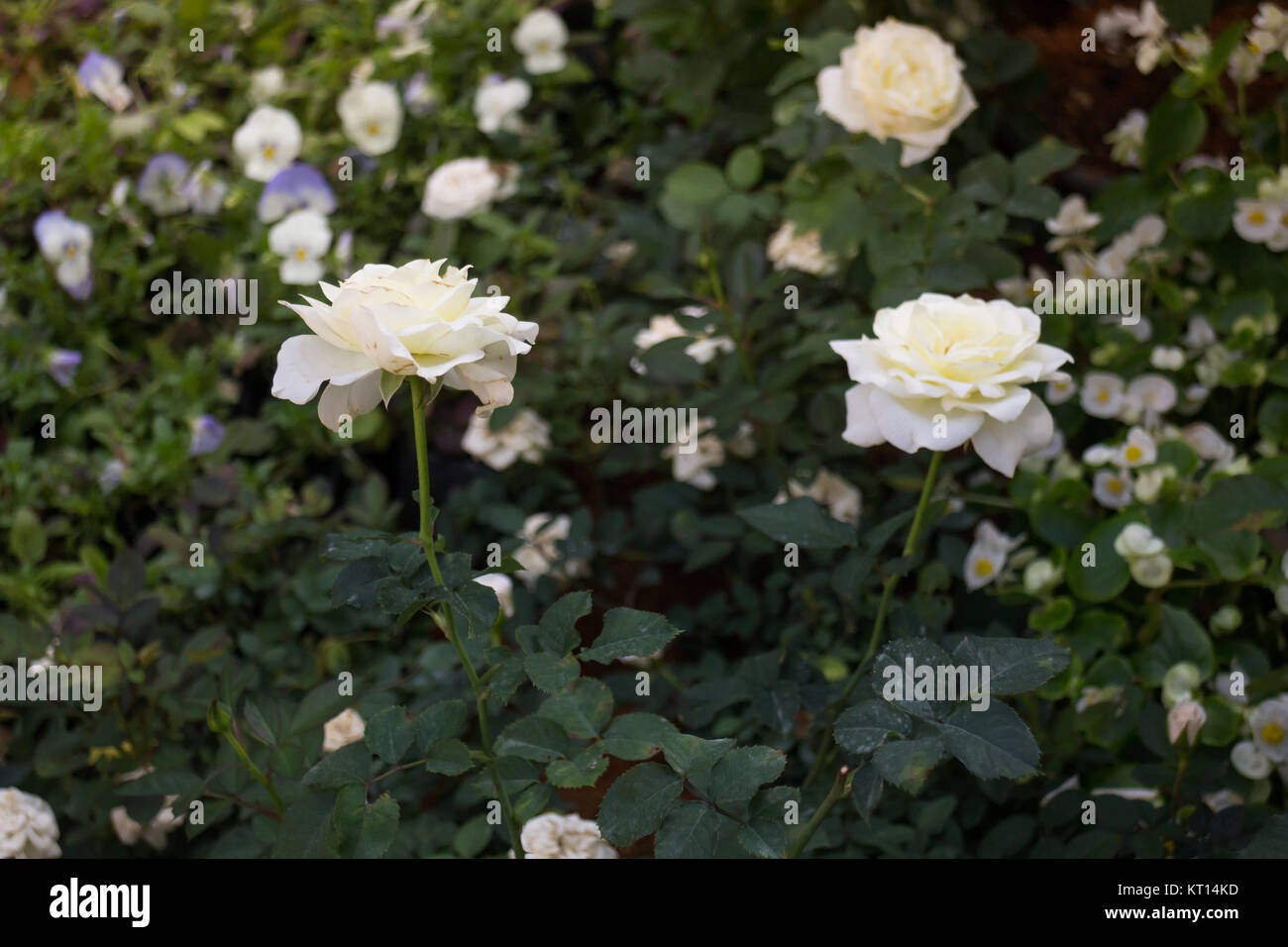 Beautiful white rose flower in the garden Stock Photo - Alamy