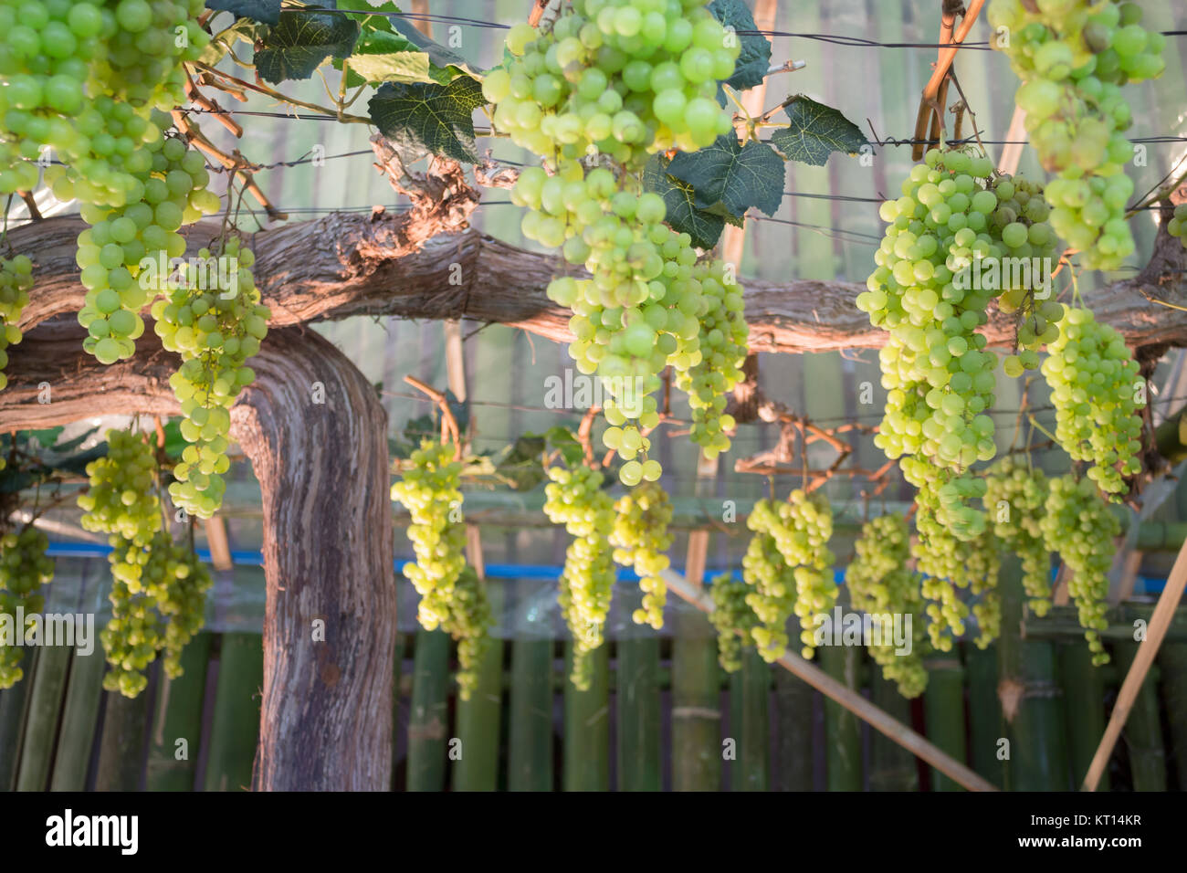 Green grapes hanging on tree display in food festival Stock Photo - Alamy