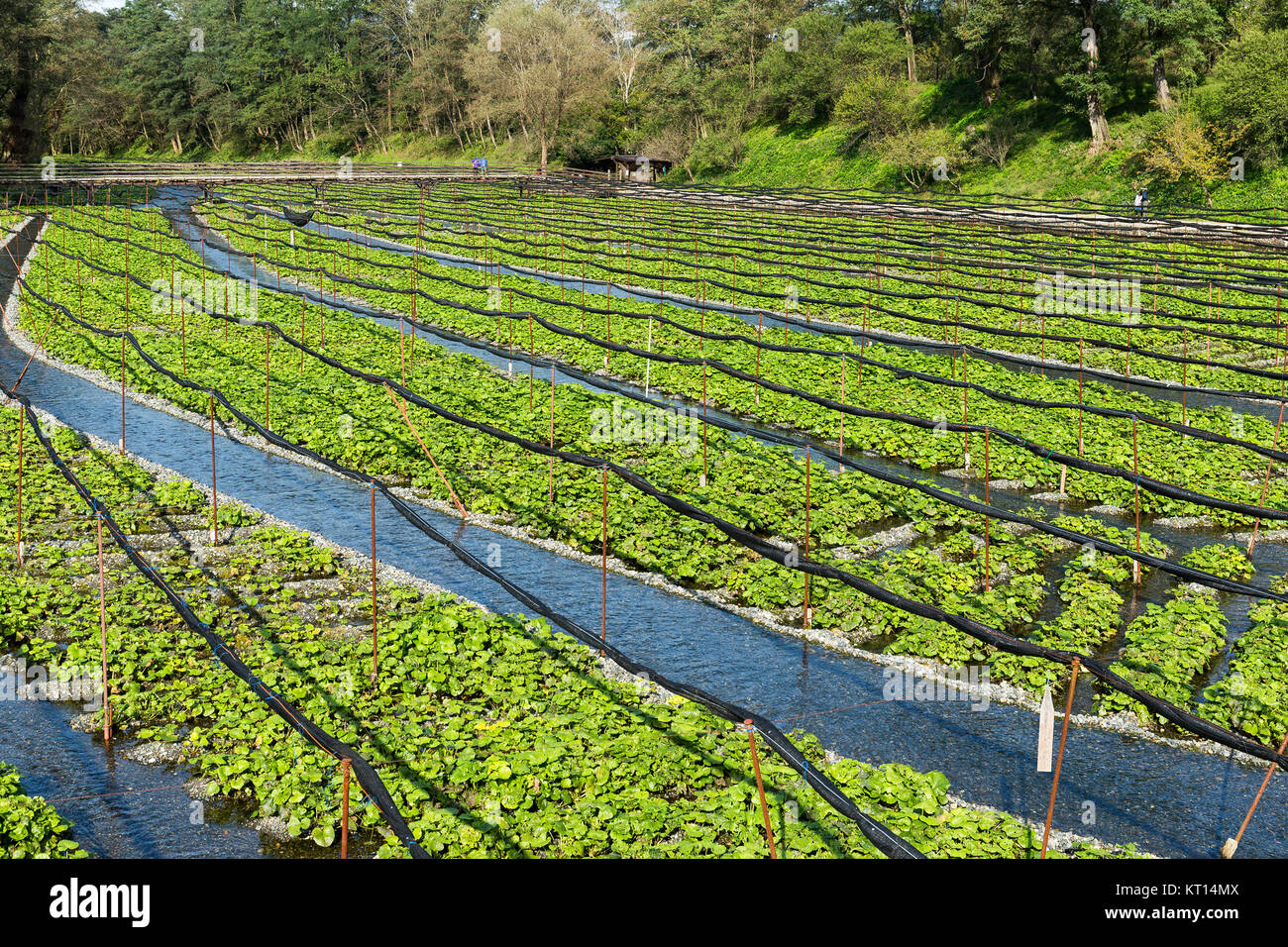 Wasabi farming hi-res stock photography and images - Alamy