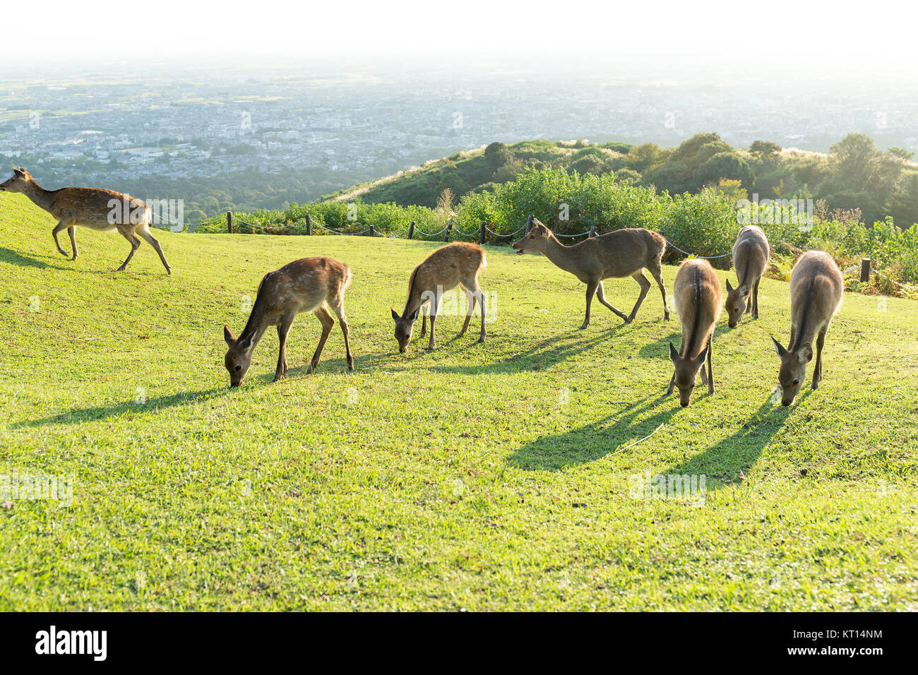 Group of Deer Stock Photo - Alamy