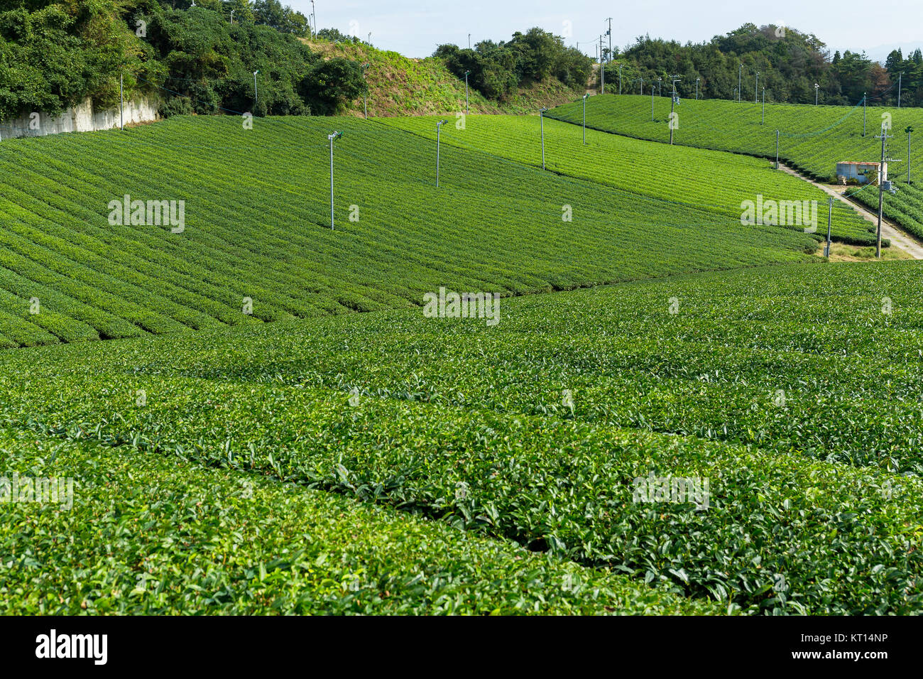 Green Tea farm Stock Photo - Alamy