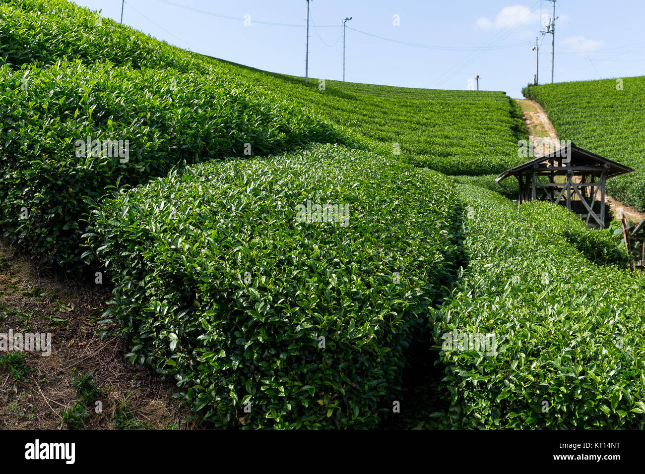 Tea field hill hi-res stock photography and images - Alamy