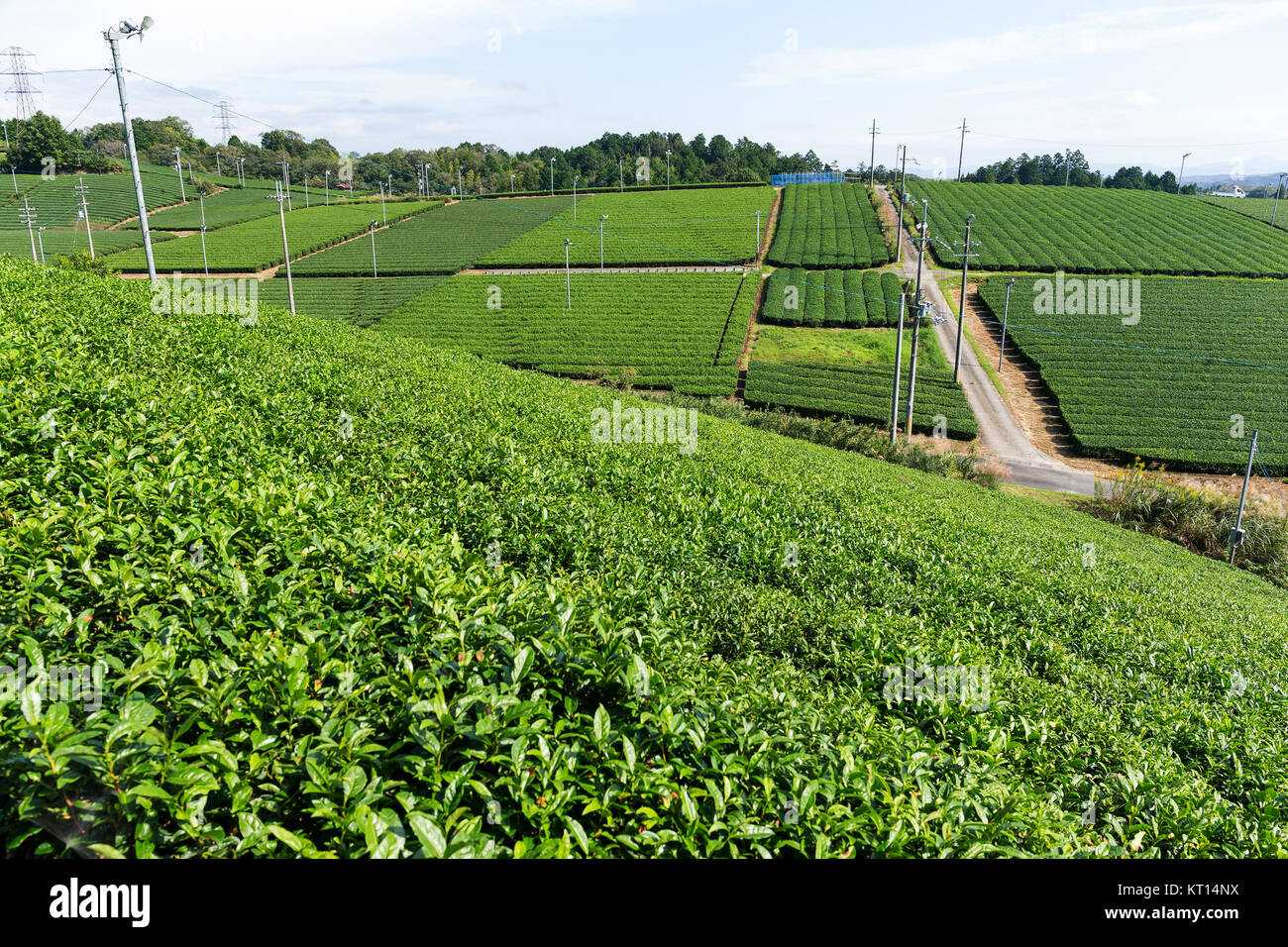 Green Tea Plantation Stock Photo - Alamy