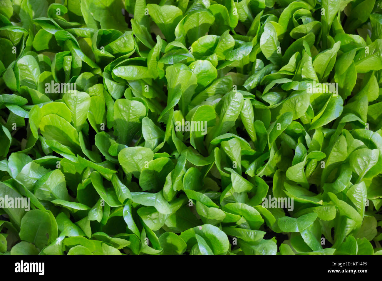 Organic green fields grow vegetables Stock Photo - Alamy