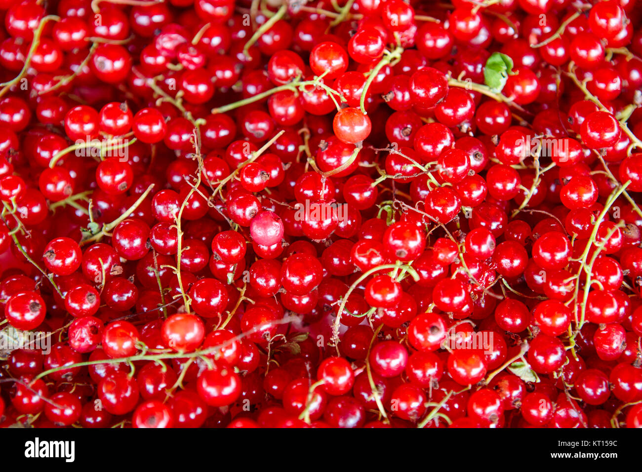Red berrys fruits detail. Healthy food background. Finland Stock Photo ...