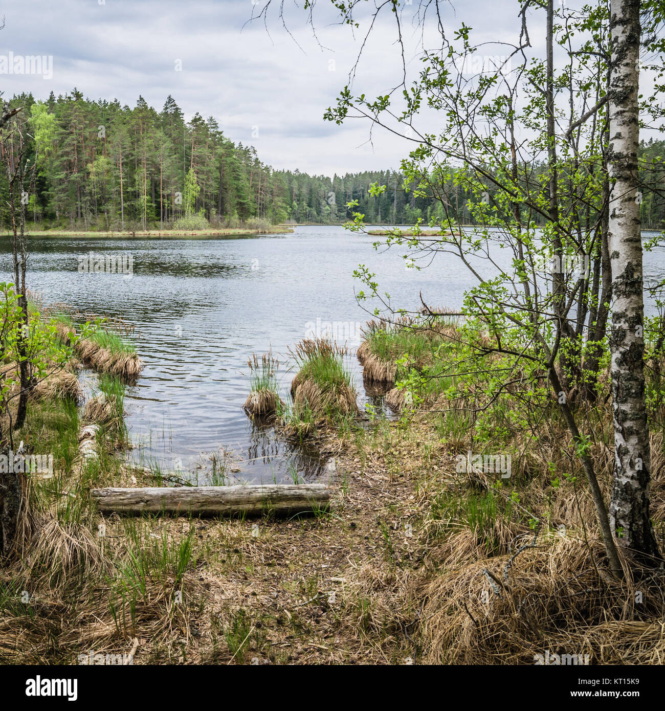 Spring landscape in the forest lake Stock Photo - Alamy