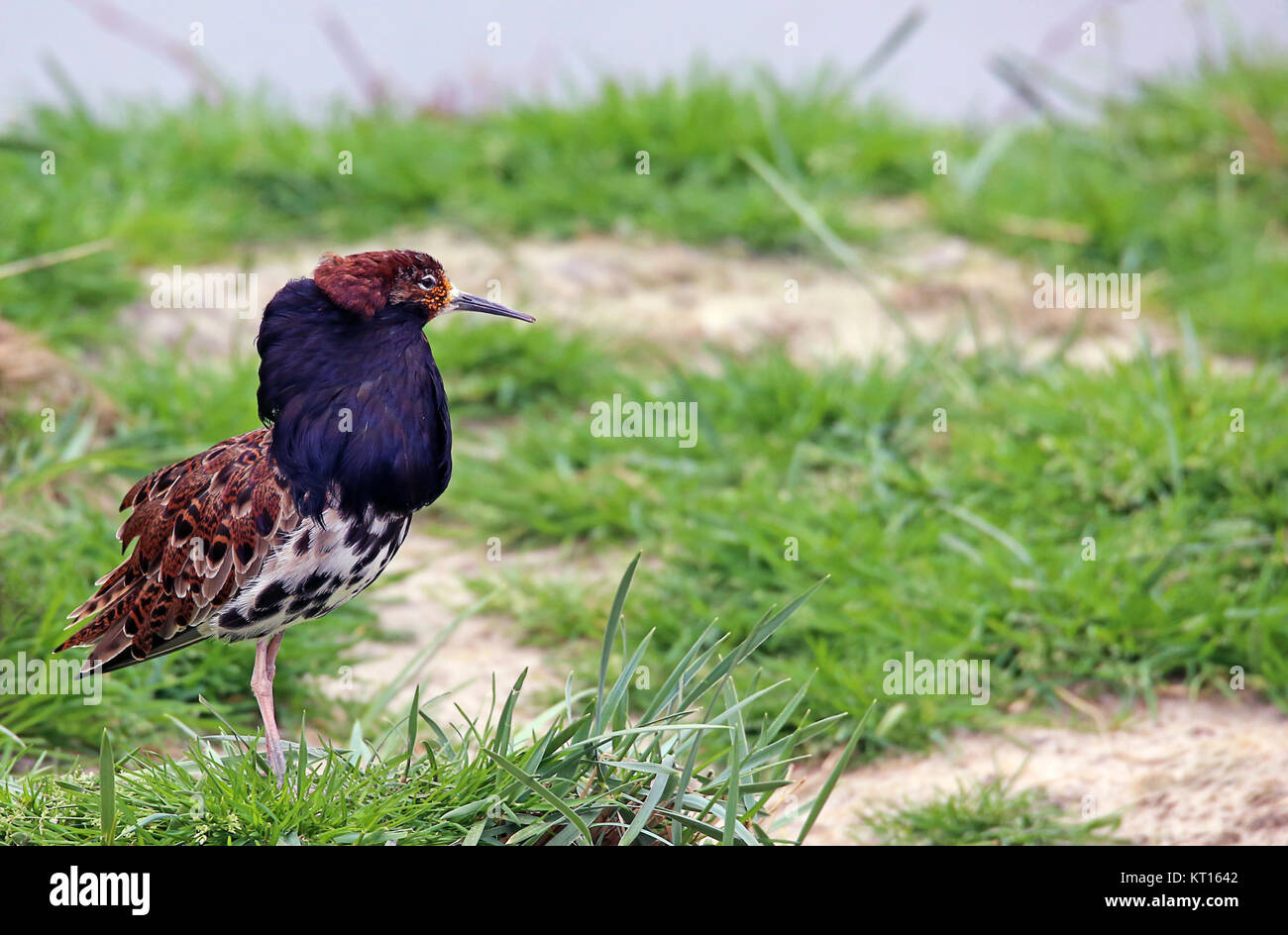 Ruff collar male hi-res stock photography and images - Alamy