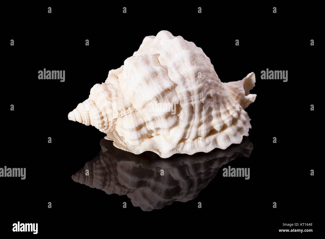 Single sea shell of marine snail on black background Stock Photo - Alamy