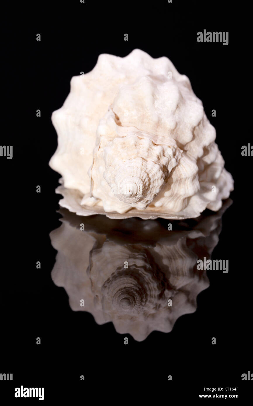 Single sea shell of marine snail on black background Stock Photo - Alamy