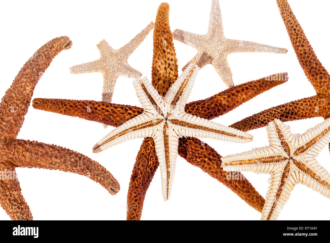 Dried sea stars isolated on white background Stock Photo - Alamy