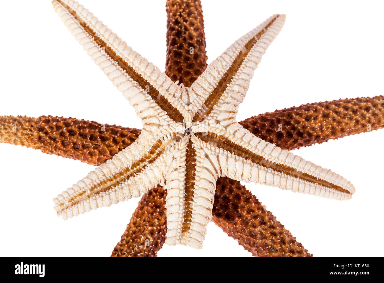 Sea stars isolated on white background ,close up Stock Photo - Alamy