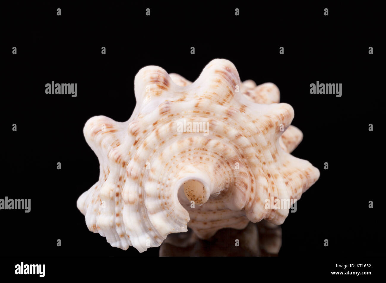 Sea shells of auger snail isolated on black background Stock Photo - Alamy
