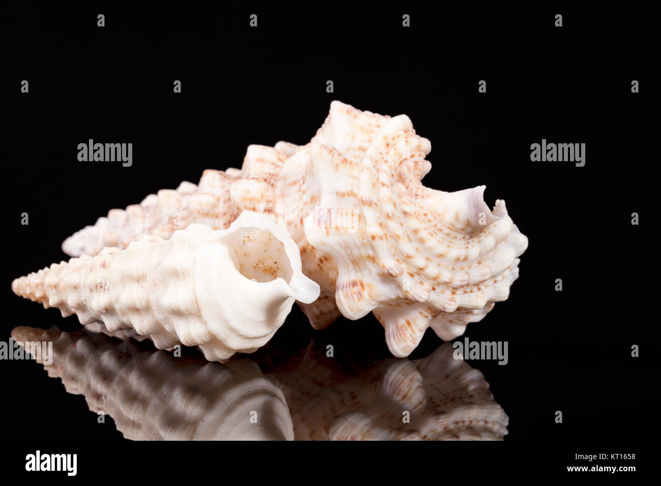 Auger snail hi-res stock photography and images - Alamy