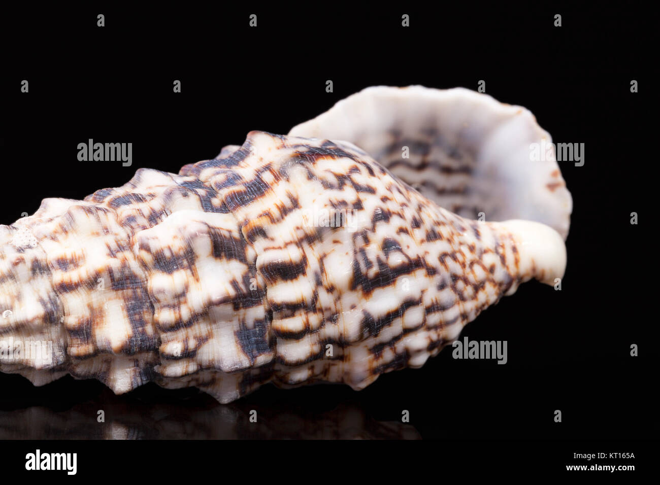 Sea shell of auger snail isolated on black background Stock Photo - Alamy
