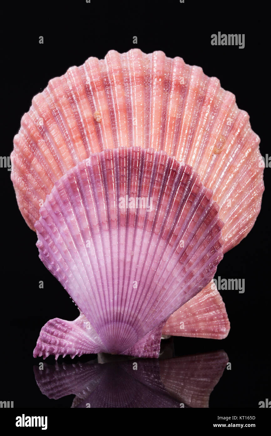 Colorful sea shells of mollusk isolated on black background Stock Photo ...