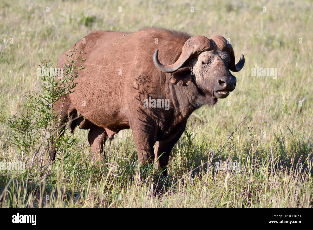 Isolated Buffalo in Tsavo Stock Photo - Alamy
