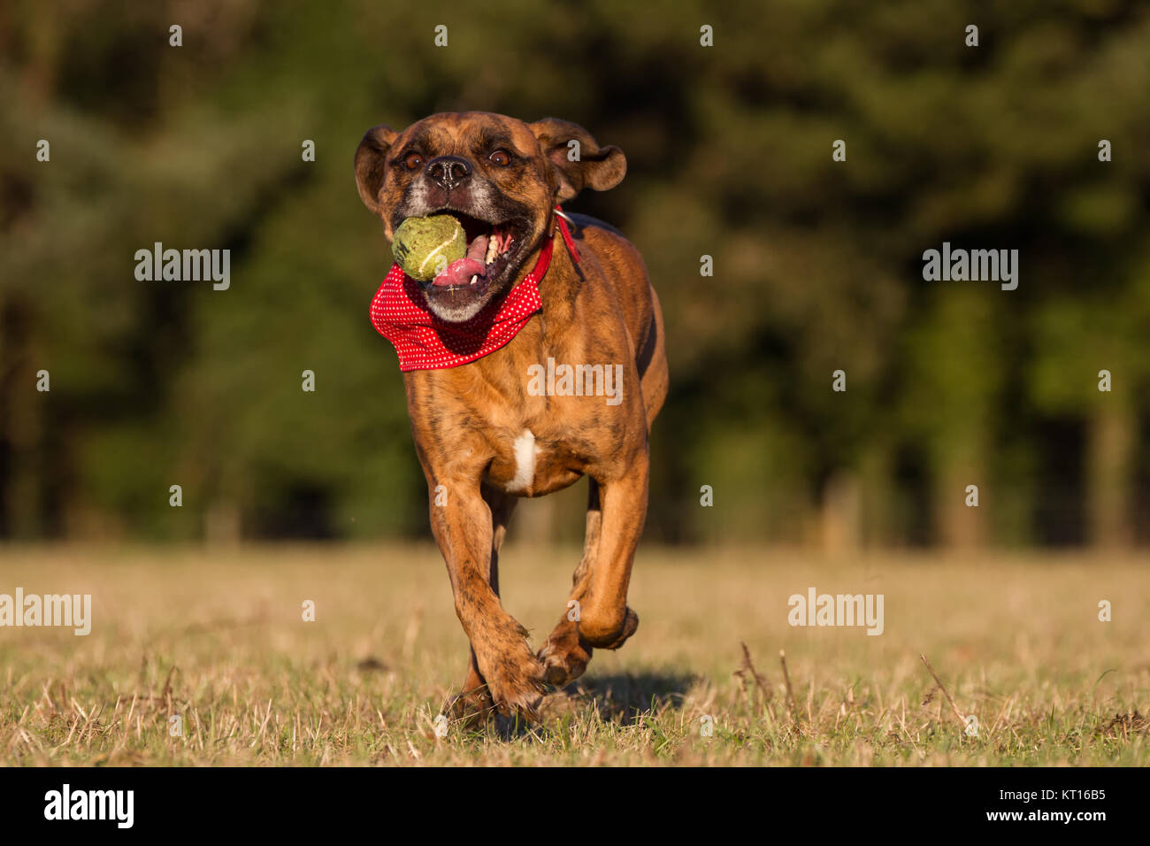Happy Dog Running With Ball in an open space Stock Photo - Alamy