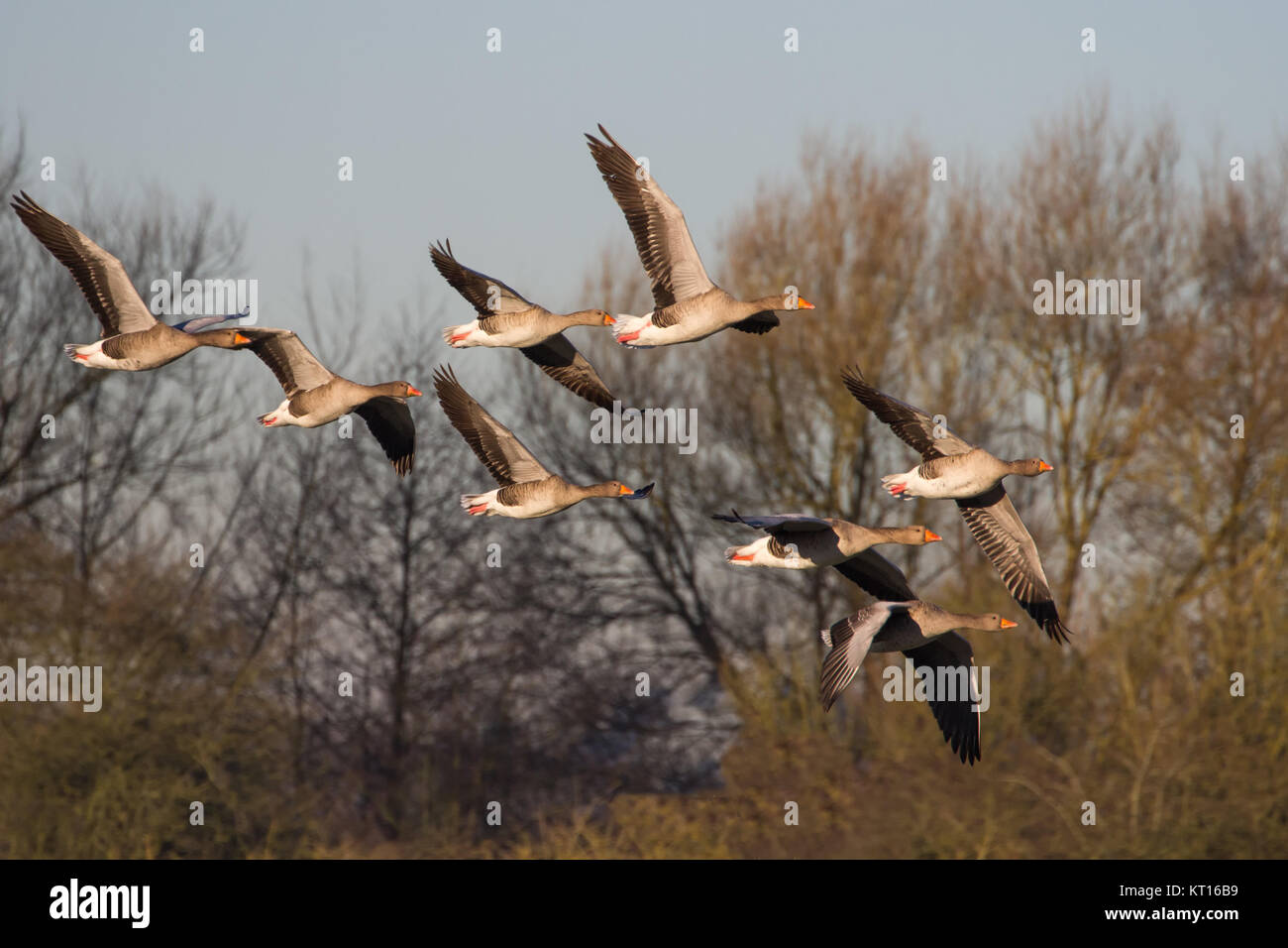 Greylag Goose (Anser anser) in flight Stock Photo - Alamy