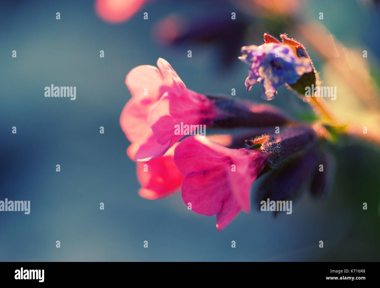 beautiful colorful wildflowers Stock Photo - Alamy