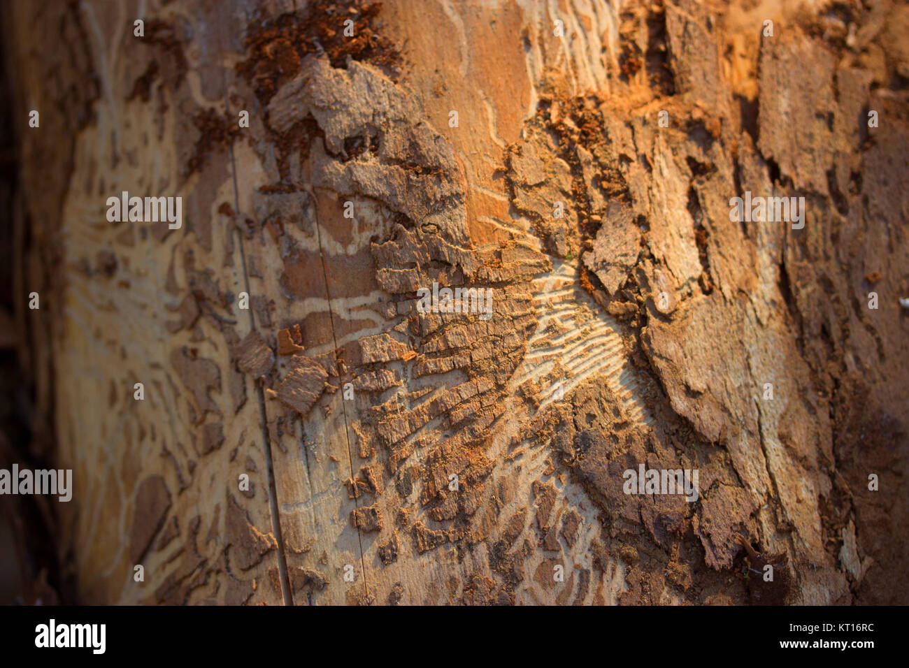 tree bark damaged by a woodworn Stock Photo - Alamy