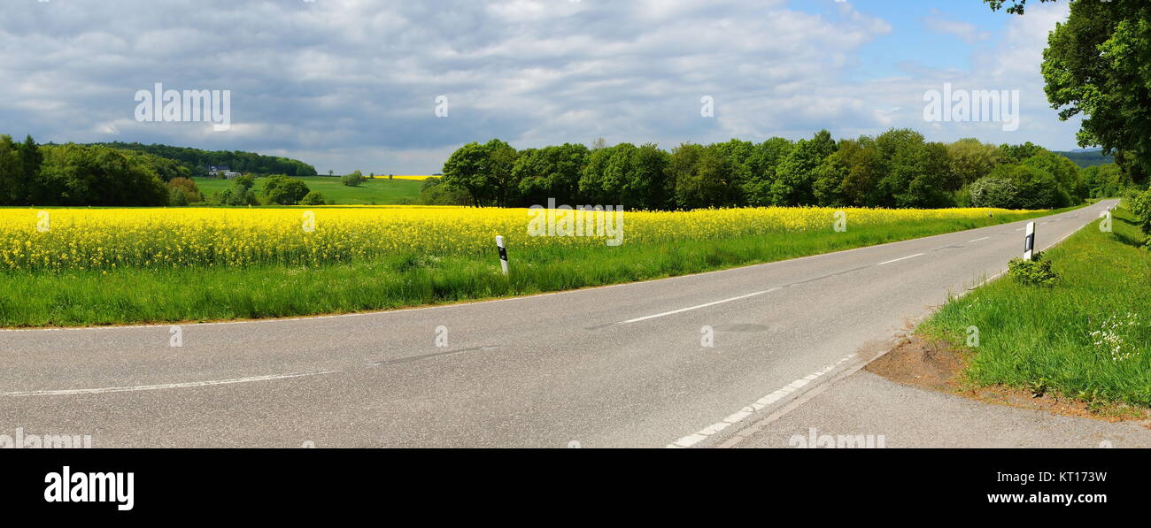 forest,rape field and road panorama Stock Photo - Alamy