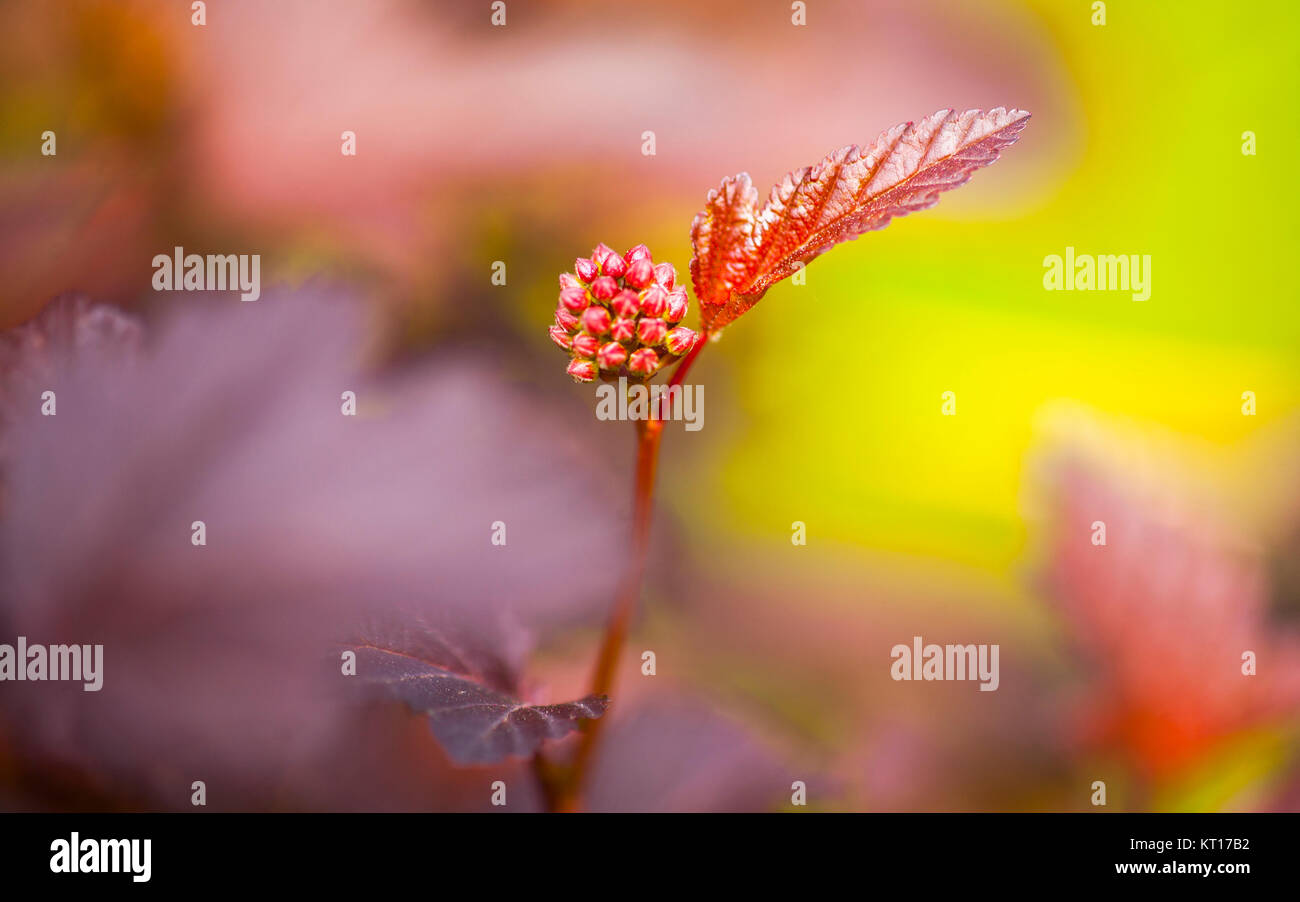 viburnum red violet wine colors Stock Photo - Alamy
