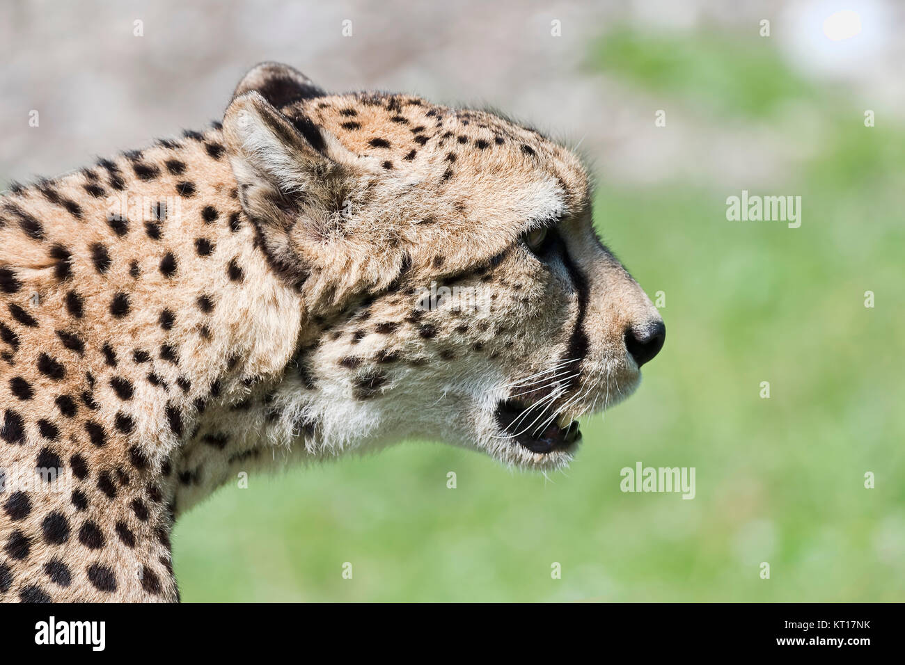 Proud cheetah hi-res stock photography and images - Alamy