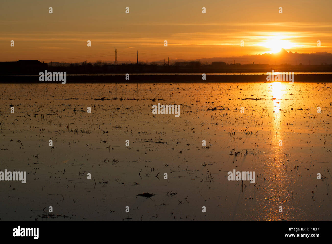 Rice field at sunset Stock Photo - Alamy