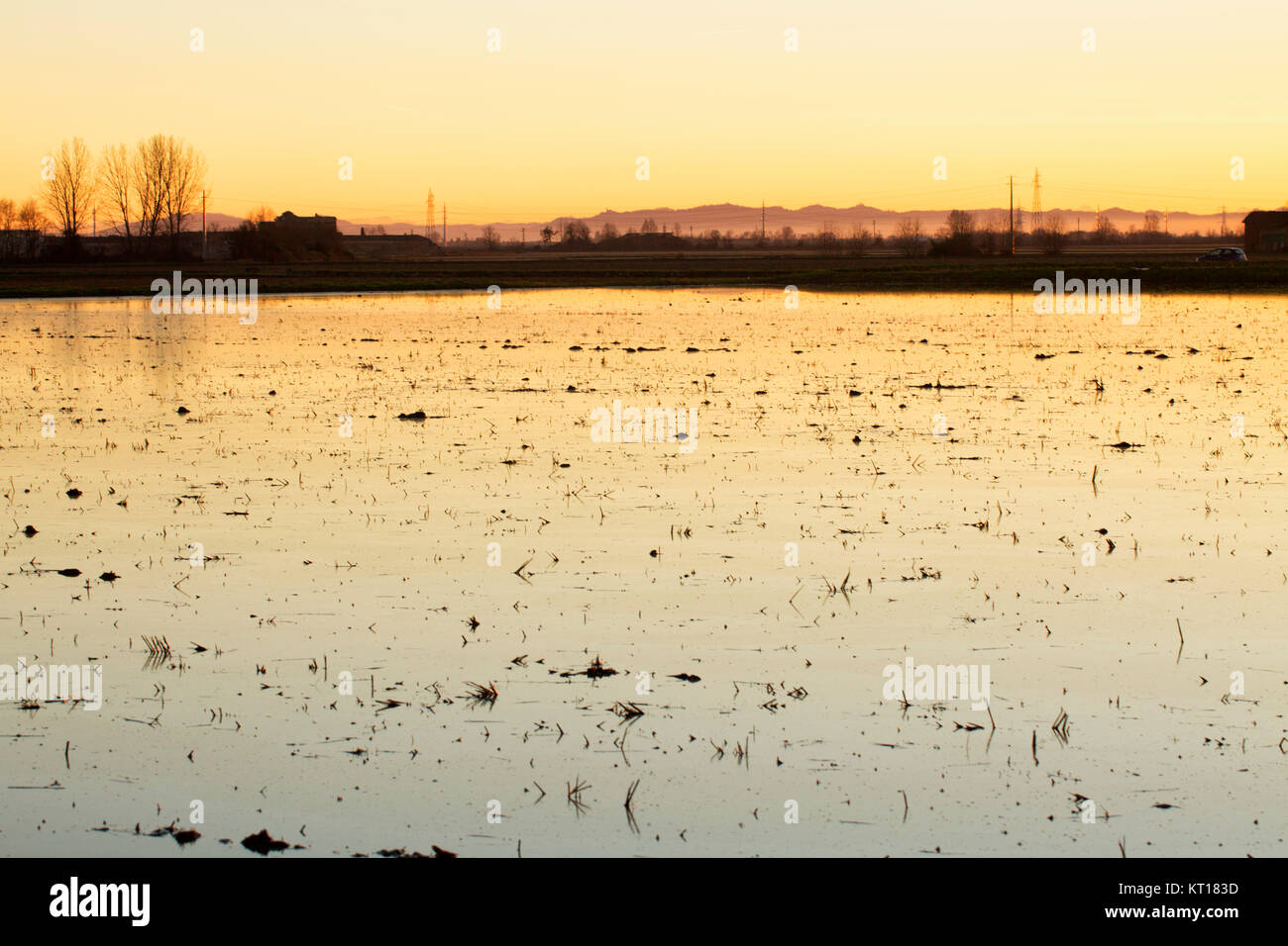Rice field at sunset Stock Photo - Alamy
