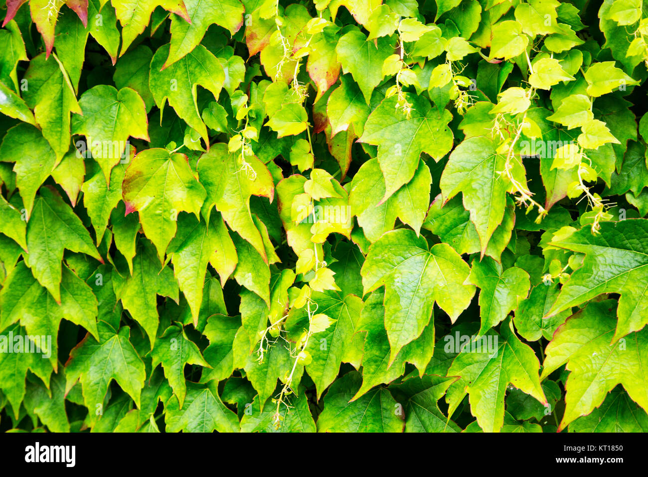 Ivy on a wall Stock Photo - Alamy
