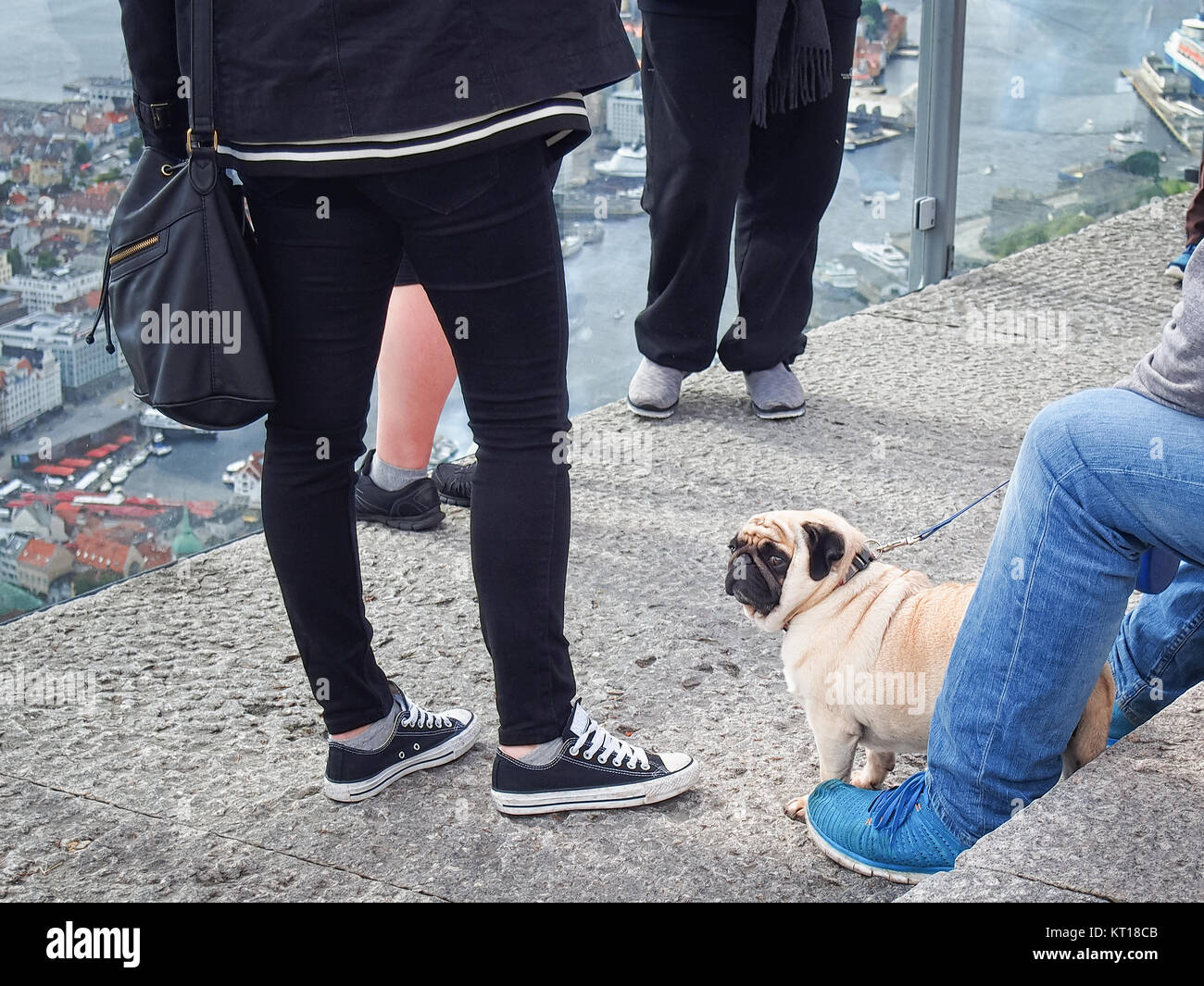 Bored pug standing among legs of turist people at Floyen mountain ...